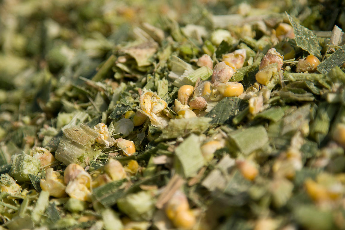 ENSILAGE DE MAIS FOURRAGE - Agriculture du Maghreb