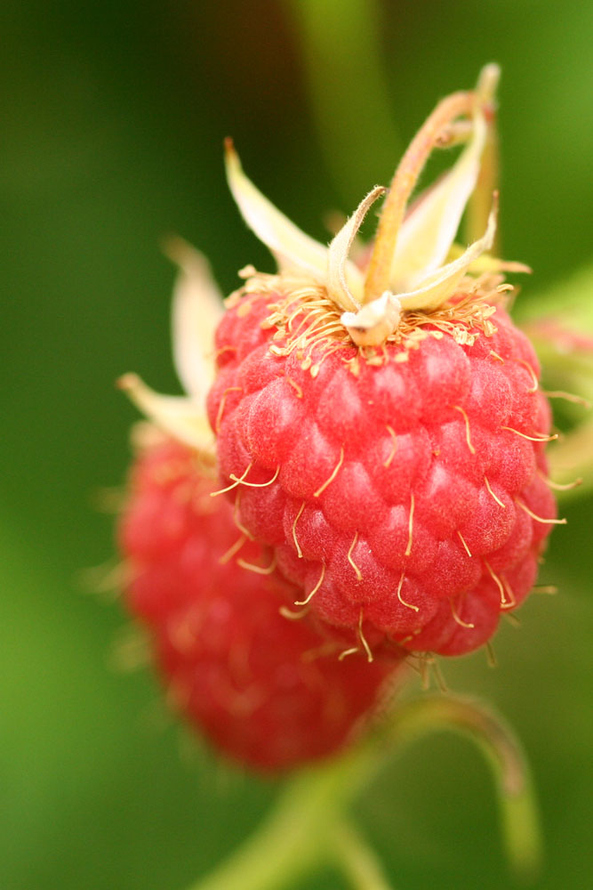 Dynamisme du secteur des petits fruits rouges - Agriculture du Maghreb