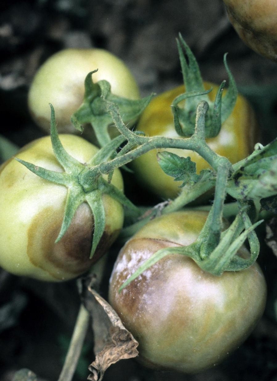 mildiou-tomate | Agriculture du Maghreb