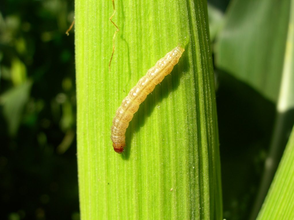 Tromper les insectes ravageurs des cultures grâce à l’écologie chimique ...