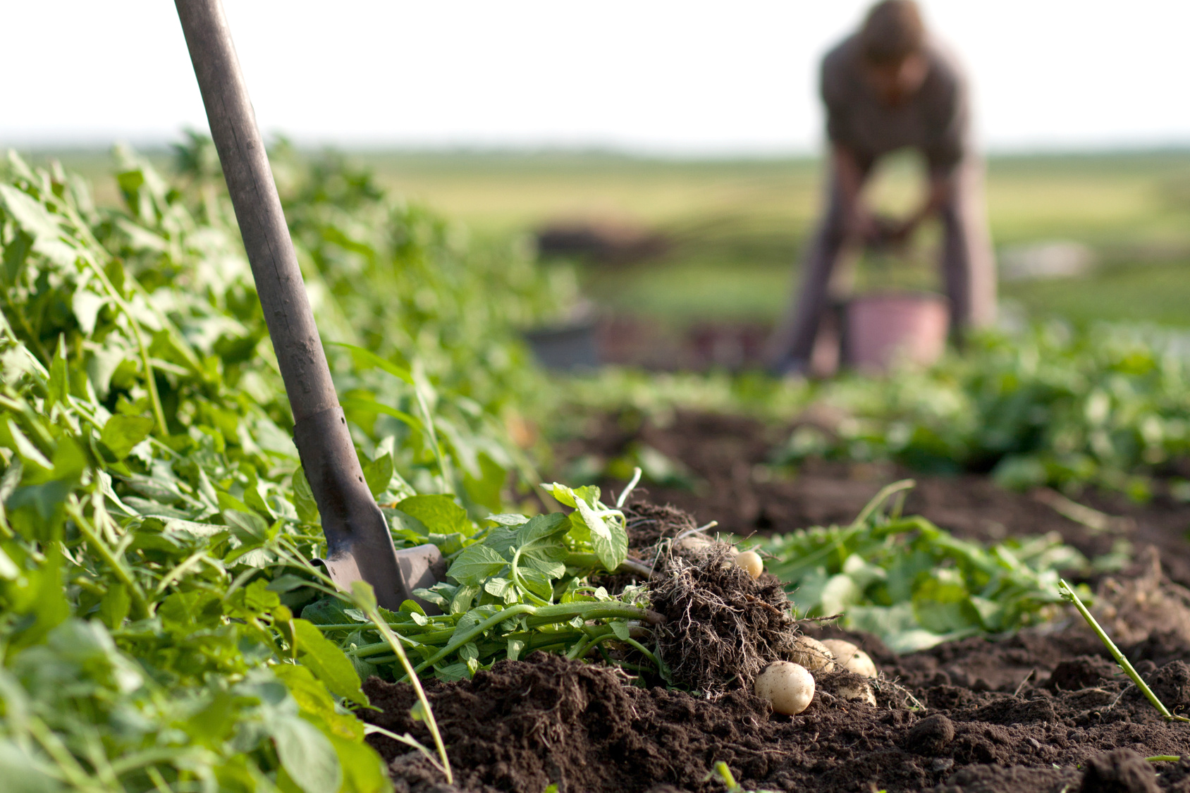 digging potatoes | Agriculture du Maghreb