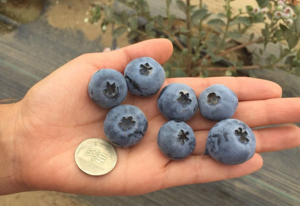 myrt | Agriculture du Maghreb