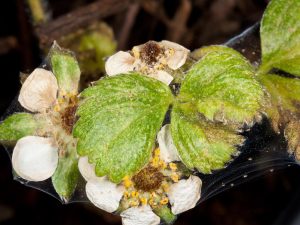 Fraisier : Gestion des acariens Tetranyques | Agriculture du Maghreb