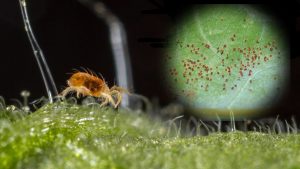 Acariens des agrumes: Identification et stratégie de lutte ...