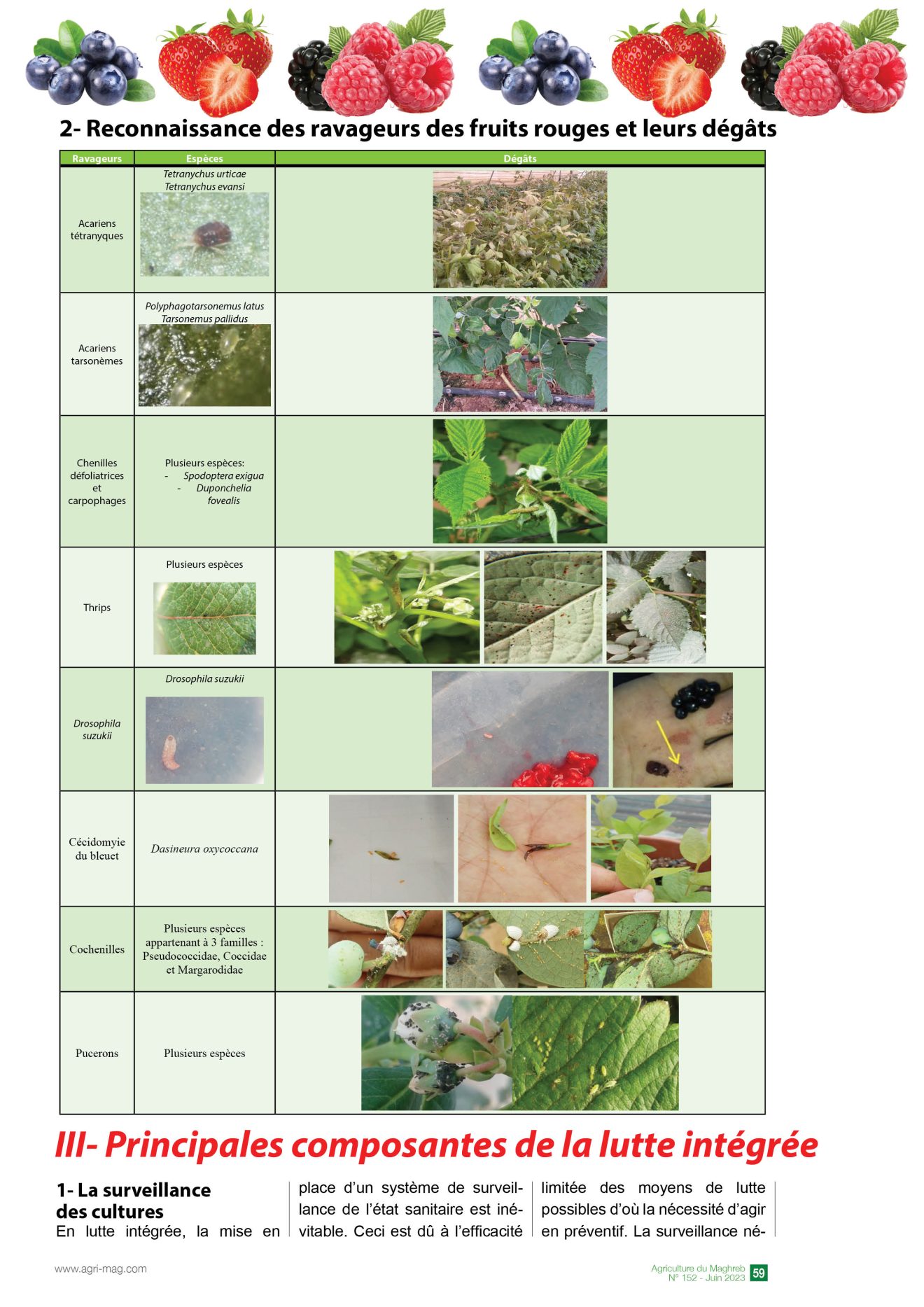 LUTTE INTEGREE EN CULTURES DE FRUITS ROUGES - Agriculture du Maghreb