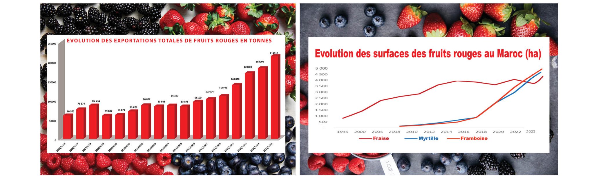 Fruits rouges : une filière dynamique qui voit grand - Agriculture du ...