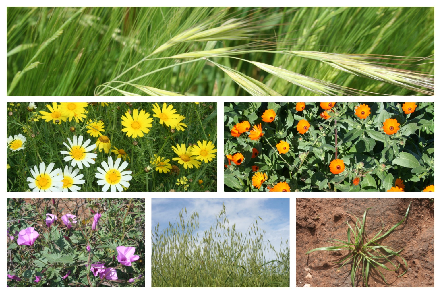 Identifier les adventices qui poussent dans les cultures d’automne et d ...